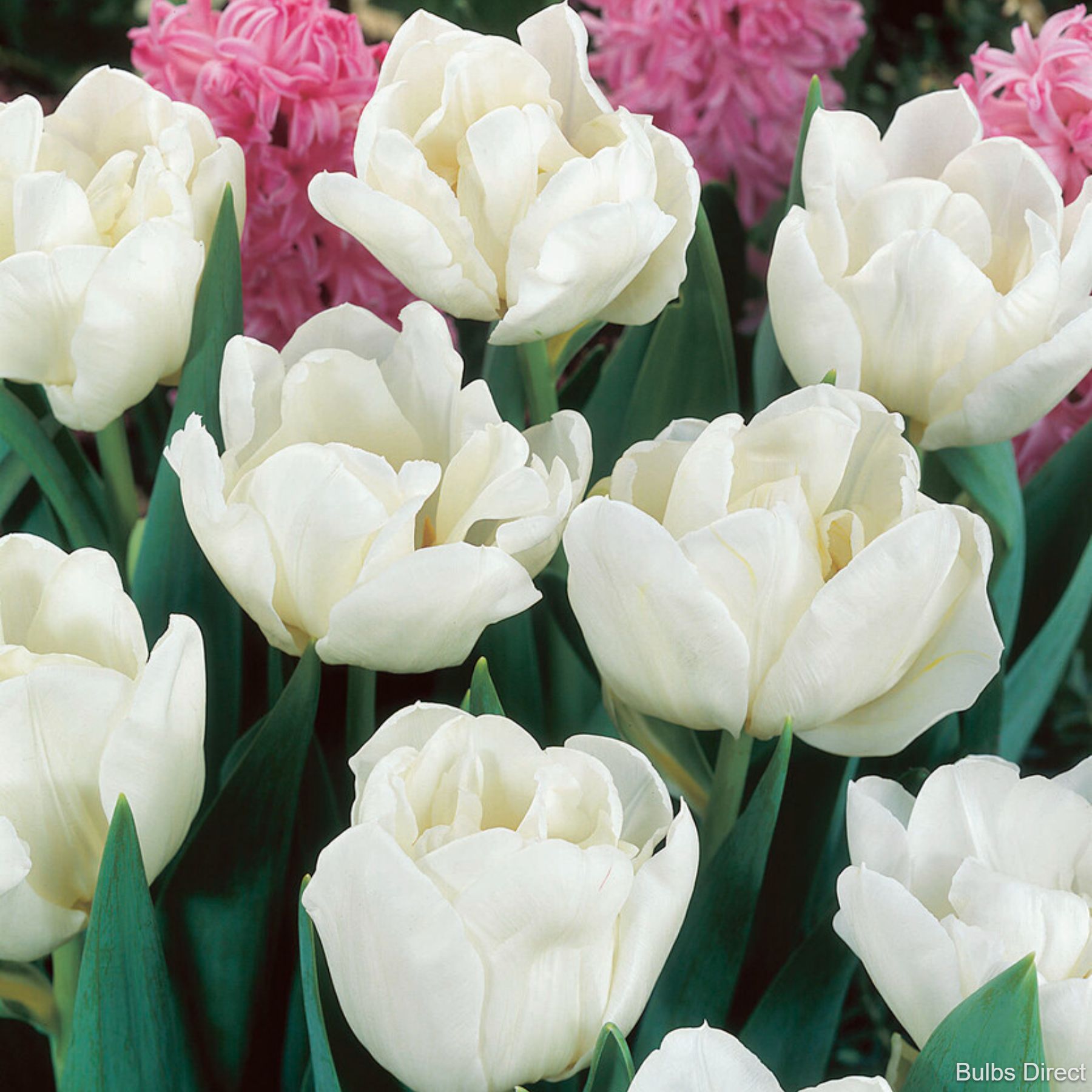Northcap Tulips | Buy Tulip Bulbs online | Bulbs Direct NZ