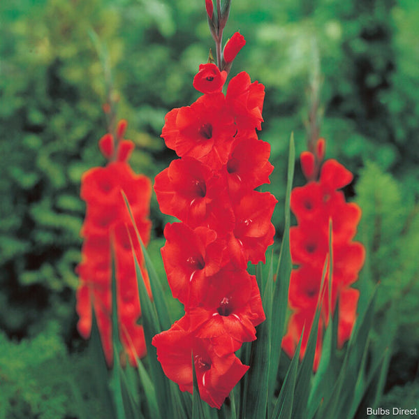 Advance Red Gladioli | Order Gladioli Bulbs online - Bulbs Direct NZ