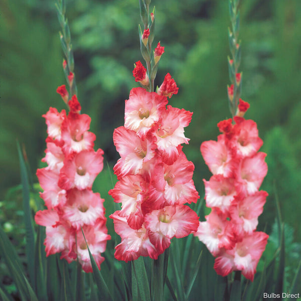 Pink Lady Gladioli | Order Gladioli Bulbs online - Bulbs Direct NZ