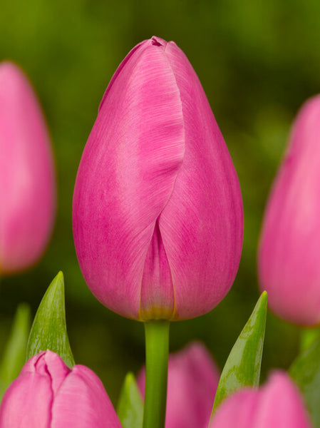 Tulip Pink Twist | Order Tulip Bulbs online | Bulbs Direct NZ