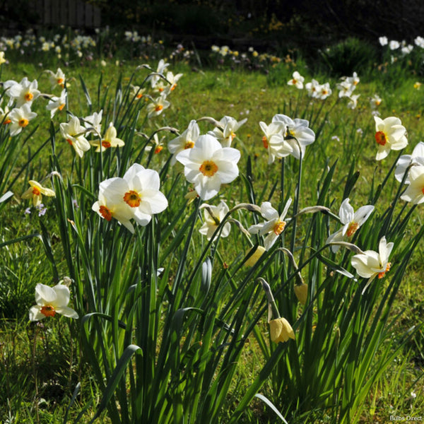 Edna Earl Daffodils | Order Daffodil Bulbs online | Bulbs Direct NZ