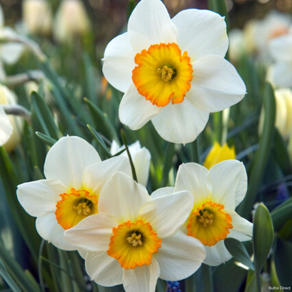 Flower Record Daffodils | Order Daffodil Bulbs online | Bulbs Direct NZ