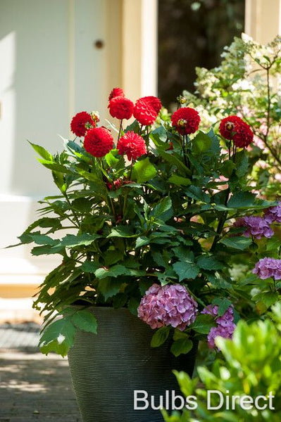 Red Cap Dahlias | Buy your Dahlia Tubers online | Bulbs Direct NZ