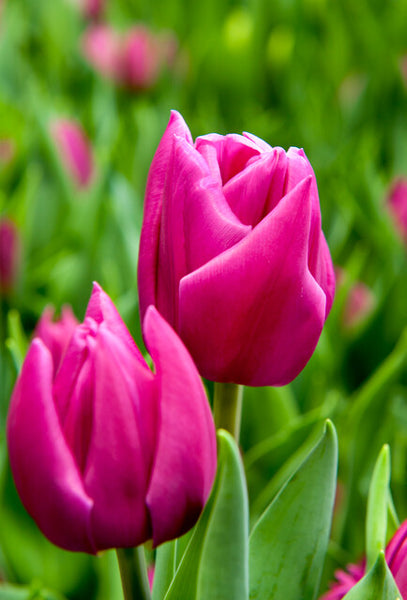Double Princess Tulips | Buy Tulip Bulbs online | Bulbs Direct NZ