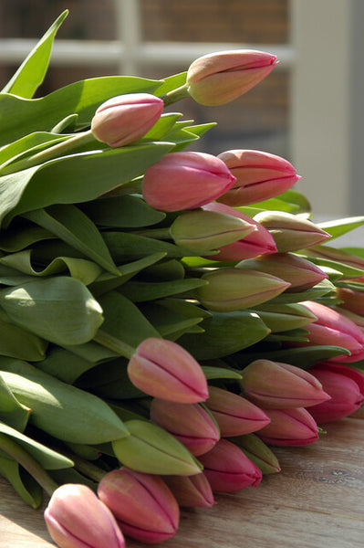 Saigon Tulip | Order Tulip Bulbs online | Bulbs Direct NZ