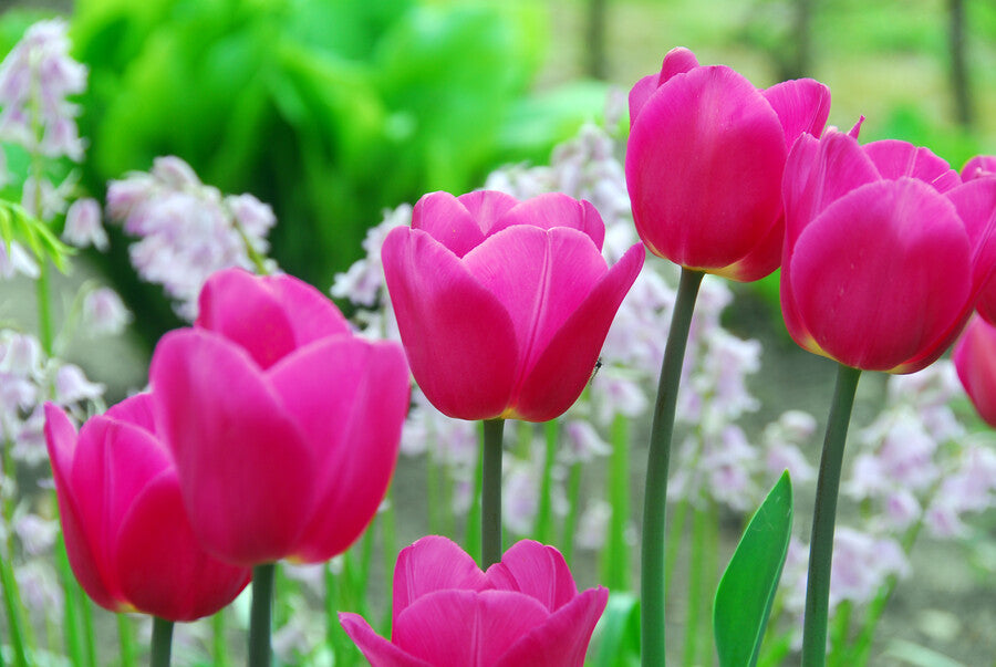 Saigon Tulip | Order Tulip Bulbs online | Bulbs Direct NZ