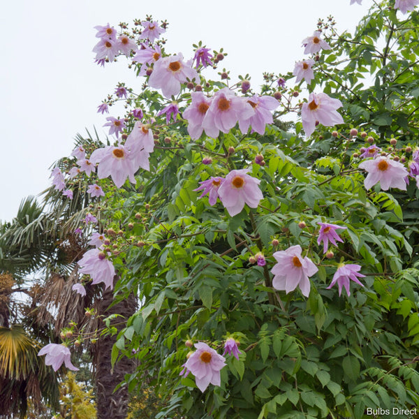 Tree Dahlias | Order your Dahlia Tubers online - Bulbs Direct