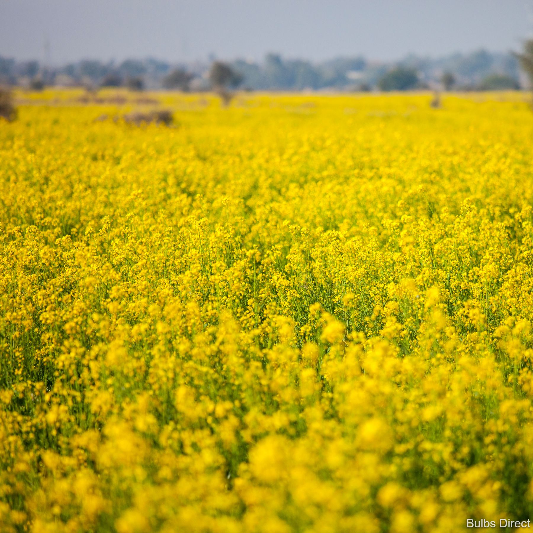 Mustard Seeds | Soil fixing Seeds | Bulbs Direct NZ