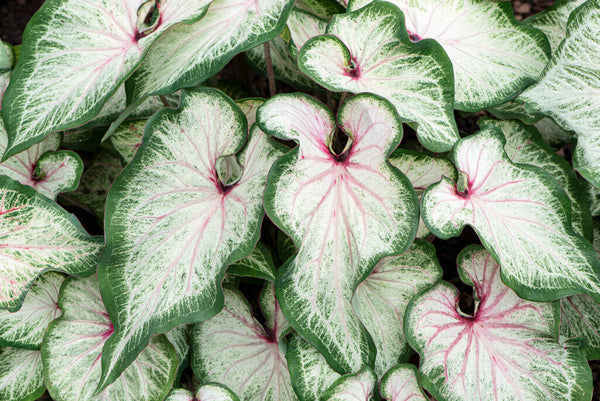 Caladium White Lightning – Bulbs Direct