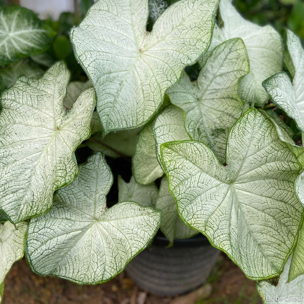 Florida Moonlight – Bulbs Direct