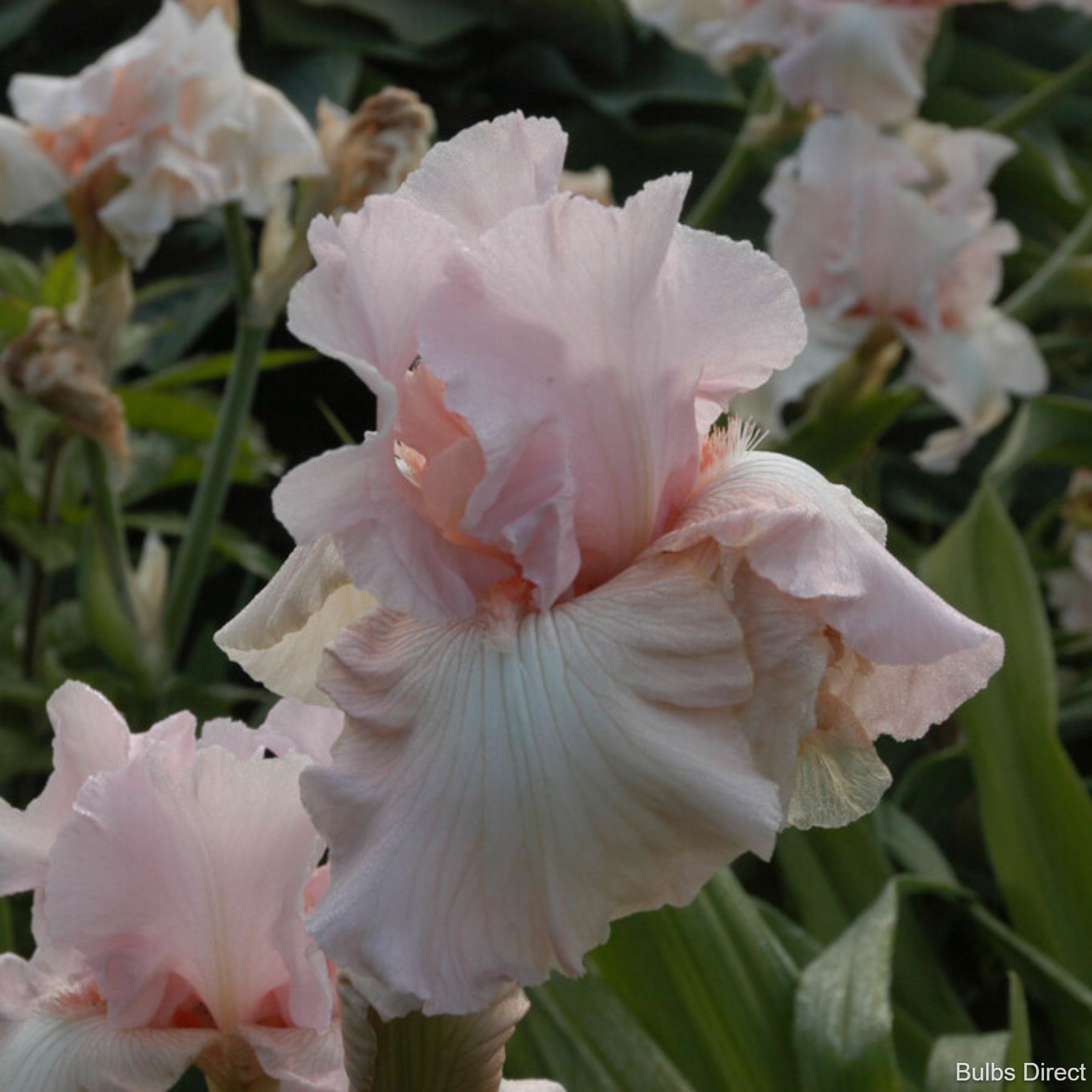 Vanity Bearded Iris | Buy Iris Plants online | Bulbs Direct