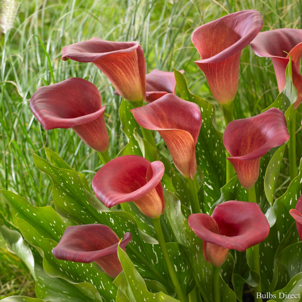 Red Emotion Callas | Order Calla Lily Bulbs online | BulbsDirect ...