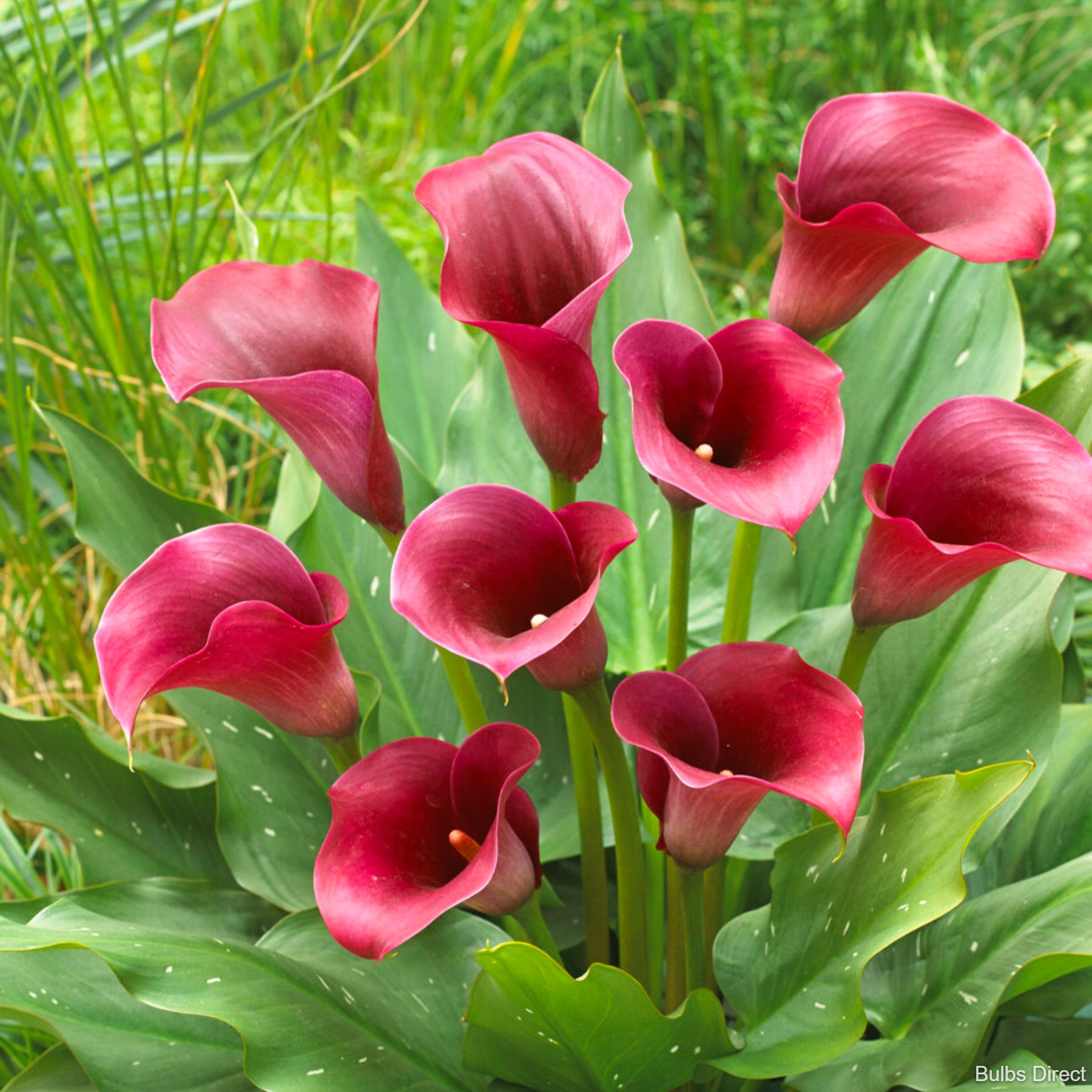 Red Delight Callas | Order Calla Lily Bulbs online | BulbsDirect ...