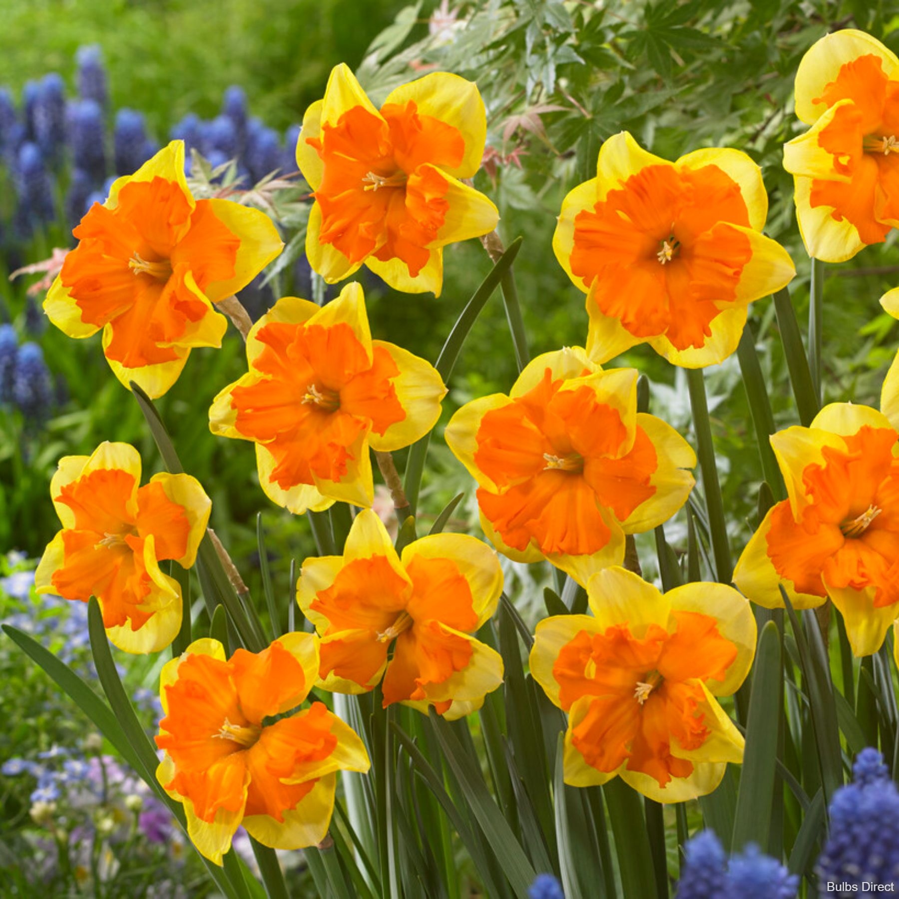 Congress Daffodil | Order Daffodil Bulbs online | Bulbs Direct NZ