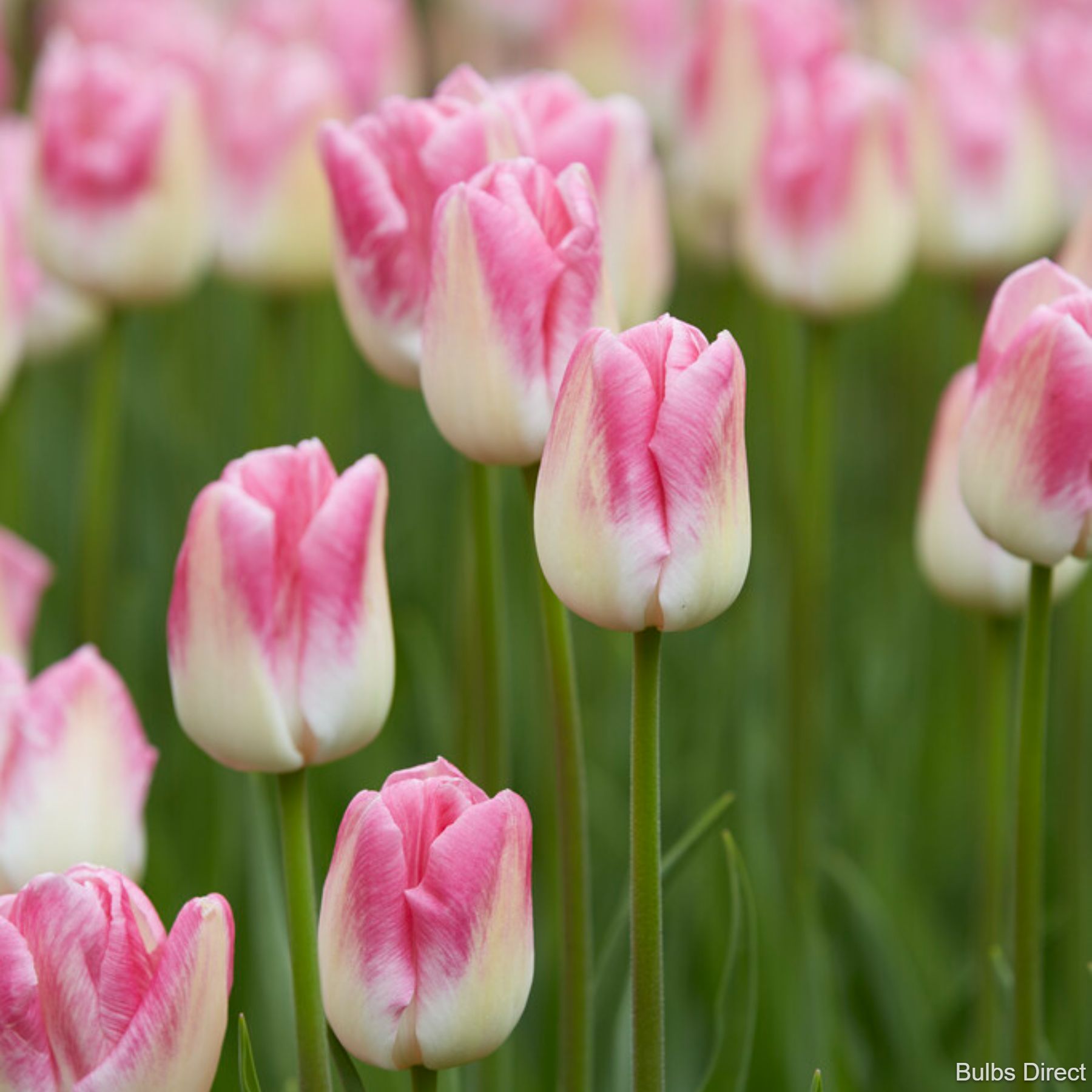 Tulip First Class | Order your Tulip Bulbs online | Bulbs Direct NZ