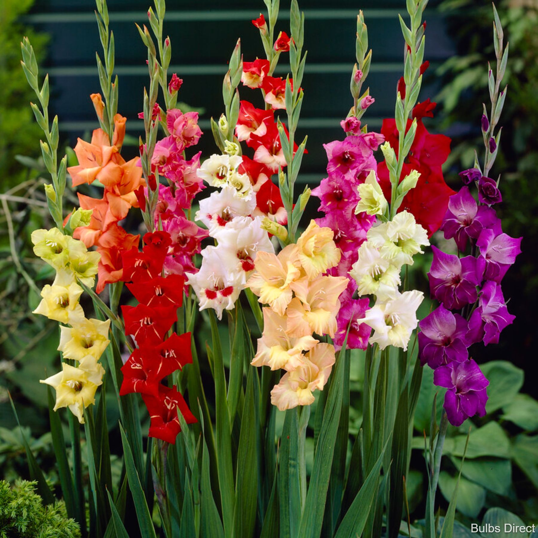 Butterfly Mixed Gladioli | Order Gladioli Bulbs online - Bulbs Direct NZ