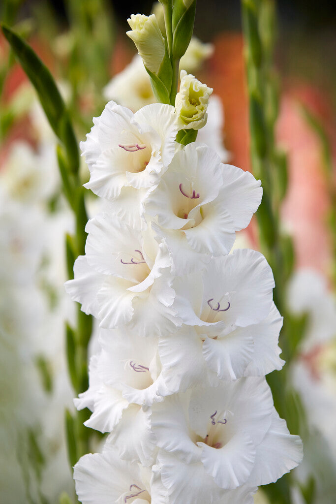 Flevo Ice Gladioli | Order Gladioli Bulbs online - Bulbs Direct NZ