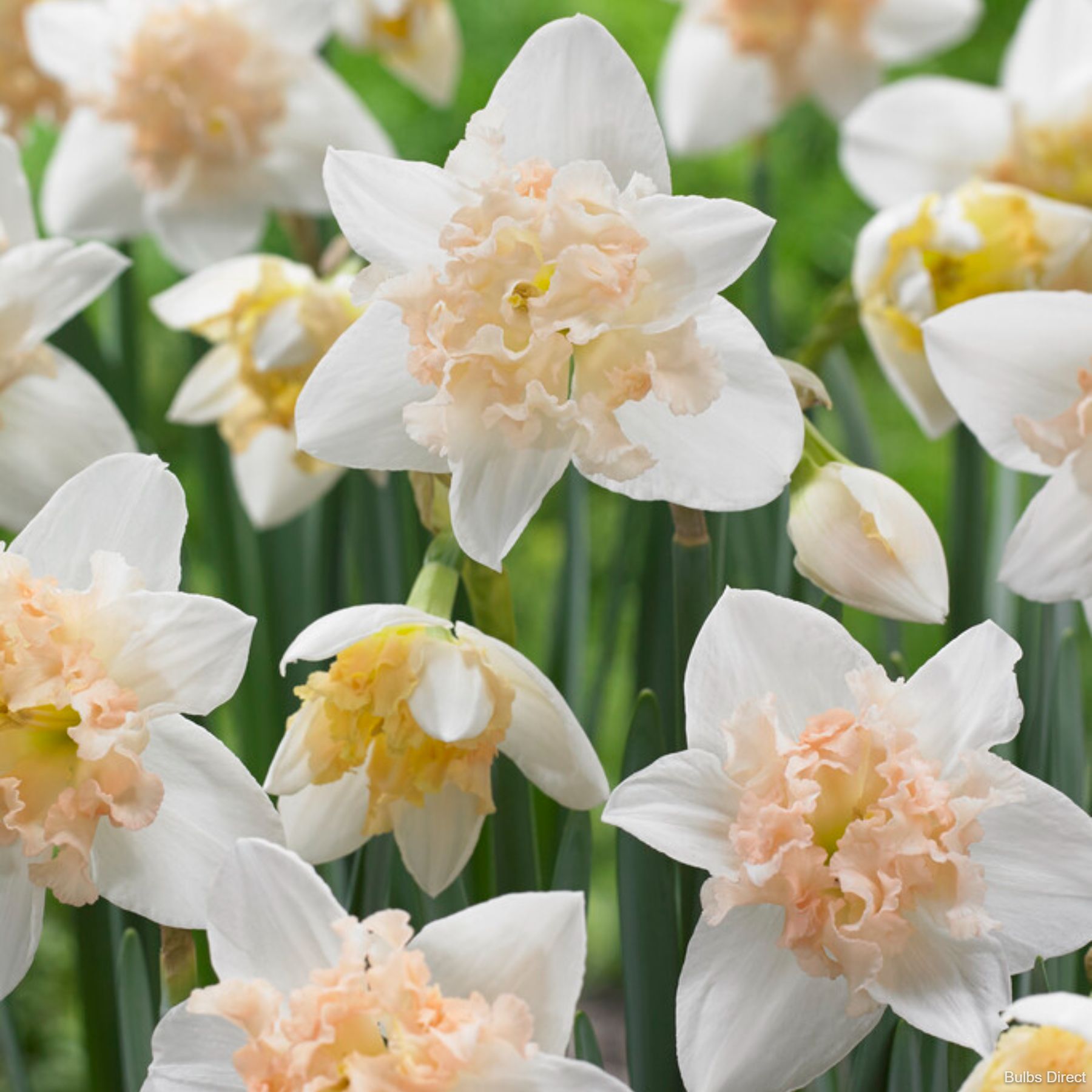 Palmares Daffodil | Order Daffodil Bulbs online | Bulbs Direct NZ
