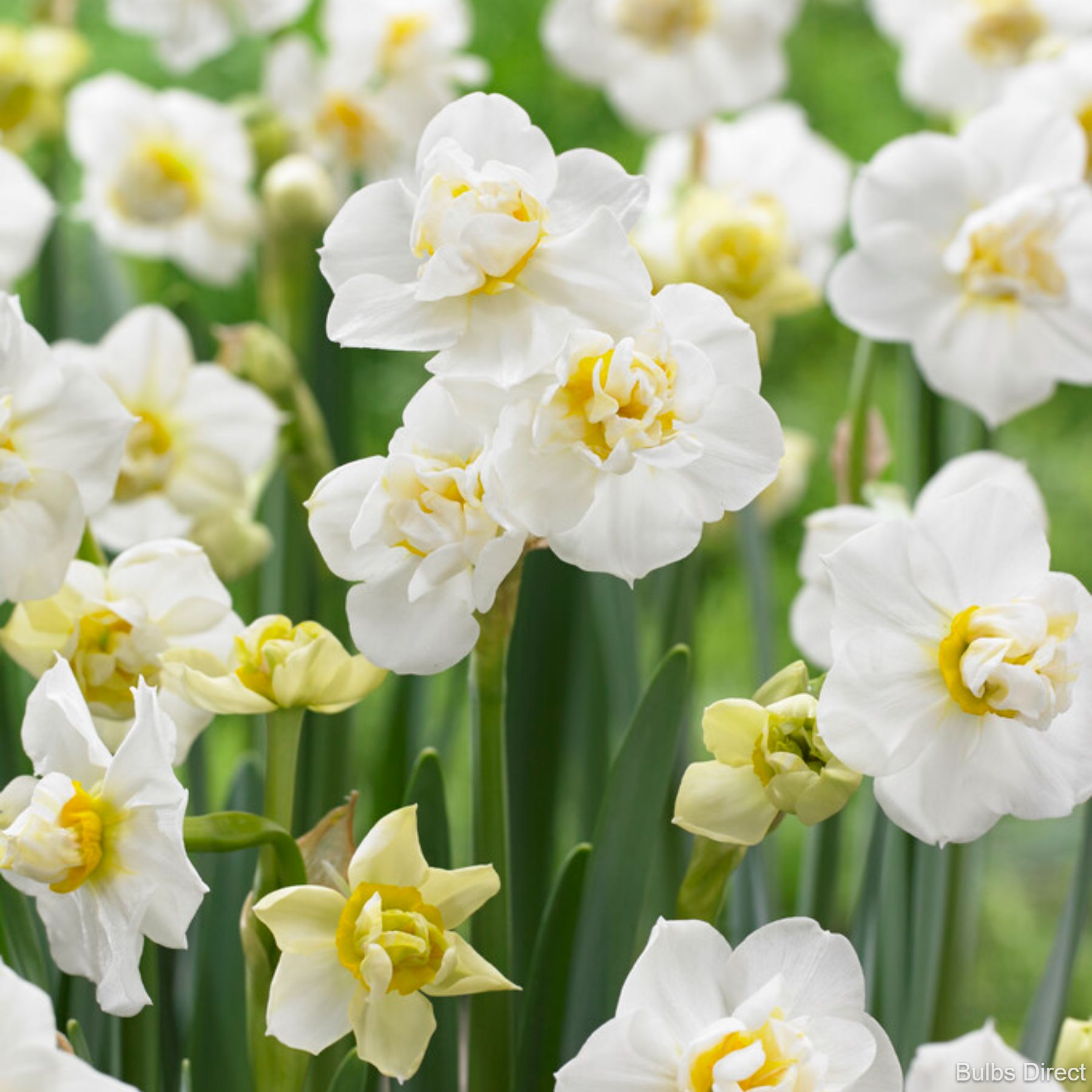 Cheerfulness Daffodil | Order Daffodil Bulbs online | Bulbs Direct NZ