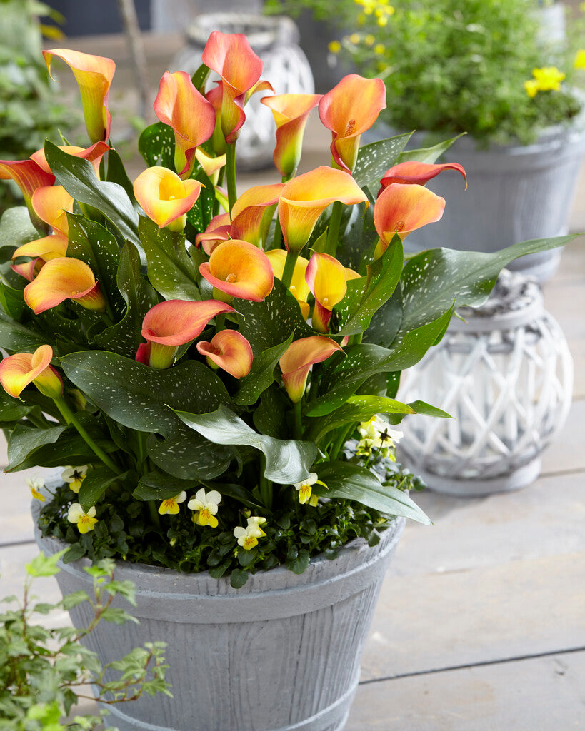 NZ grown Calla Bulbs | Order Calla Lily Bulbs online - Bulbs Direct NZ