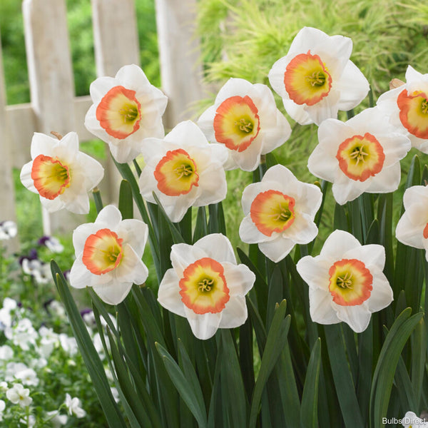 Night Cap Daffodils | Order Daffodil Bulbs online | Bulbs Direct NZ