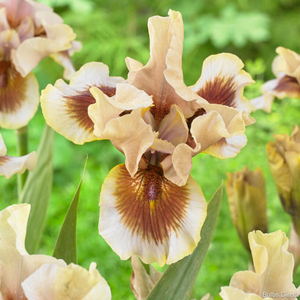 Zing Me Bearded Iris | Buy Iris Plants online | Bulbs Direct