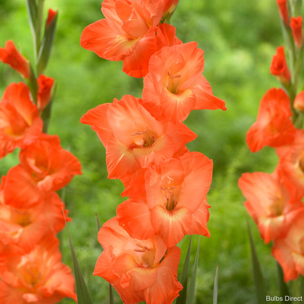 Orange Sun Gladioli | Order Gladioli Bulbs online - Bulbs Direct NZ
