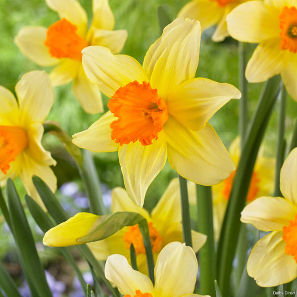 Fortissimo Daffodils | Order Daffodil Bulbs online | Bulbs Direct NZ