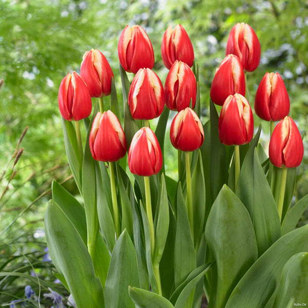 Full Sun Flower Bulbs | Bulbs Direct NZ – Page 2