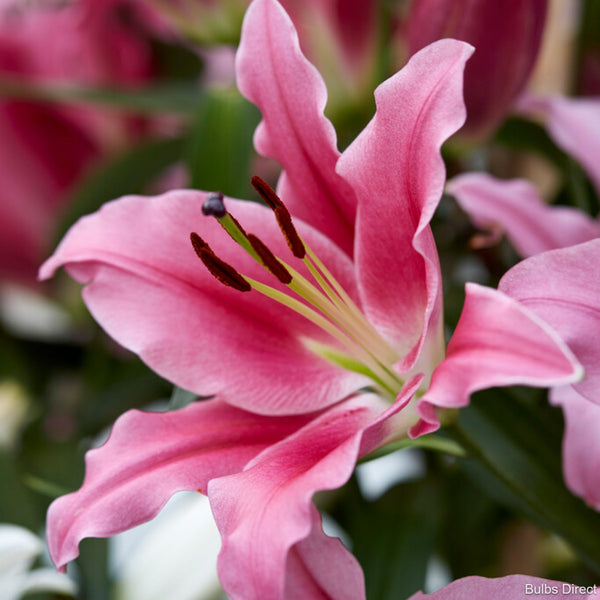 Dalian Oriental Lilies | Order Lily Bulbs online | Bulbs Direct NZ