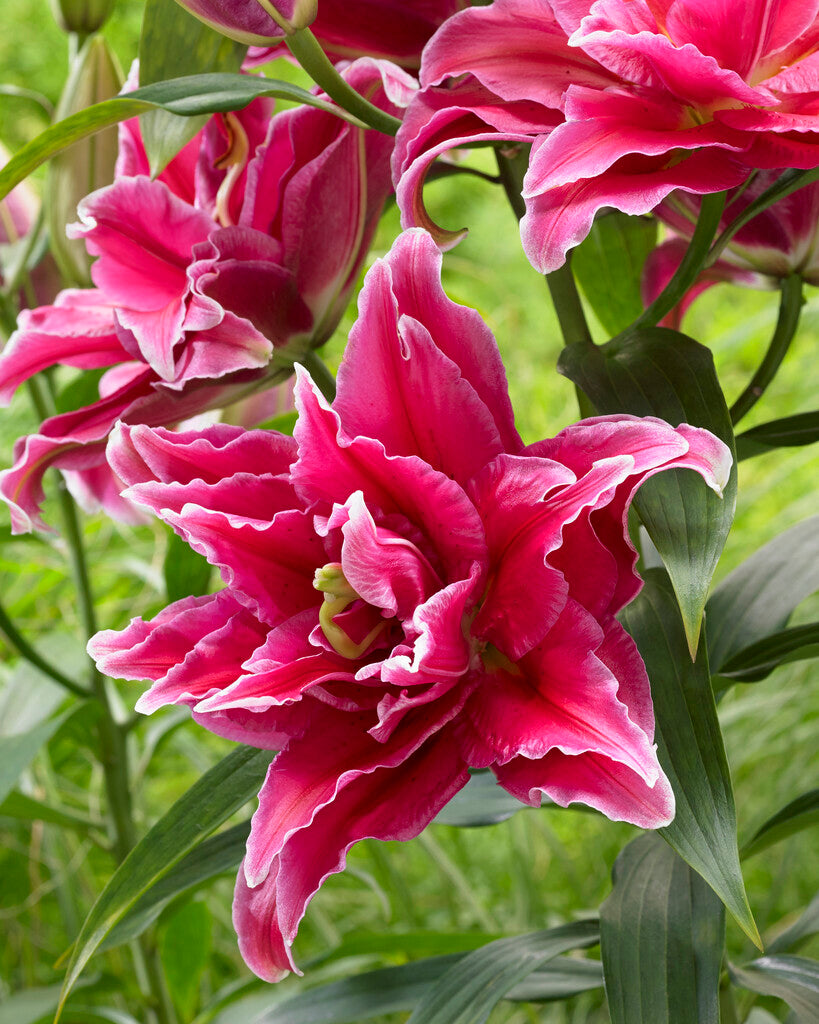 Double Fantasy Oriental Lily | Order Lily Bulbs online | Bulbs Direct NZ
