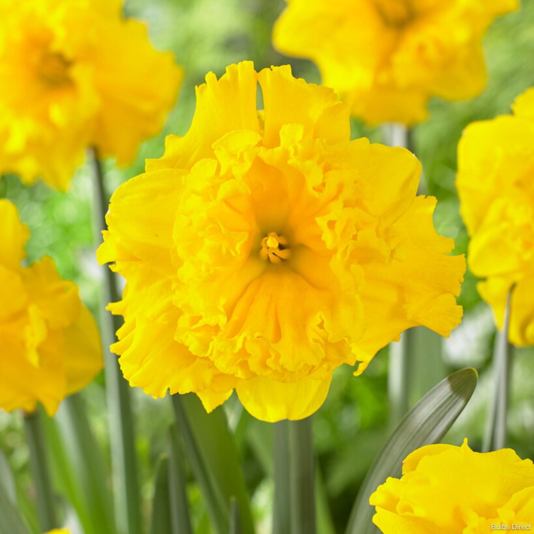 Gold Disc Daffodils | Order Daffodil Bulbs online | Bulbs Direct NZ