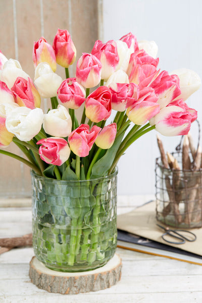 Tulip First Class | Order your Tulip Bulbs online | Bulbs Direct NZ