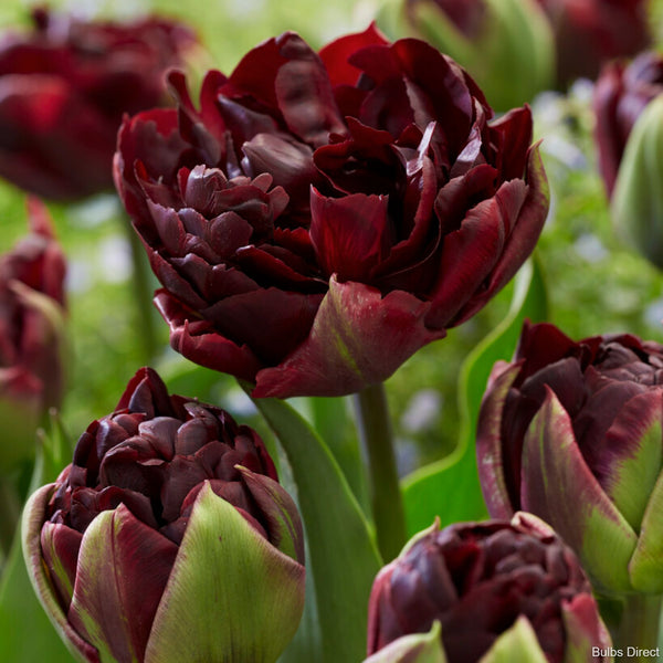 Full Sun Flower Bulbs | Bulbs Direct NZ – Page 2