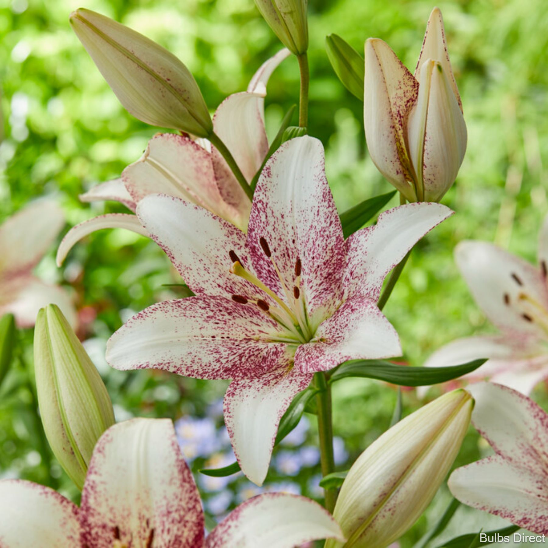 Sweet Zanica LA Hybrid Lily | Order Lily Bulbs online | Bulbs Direct NZ