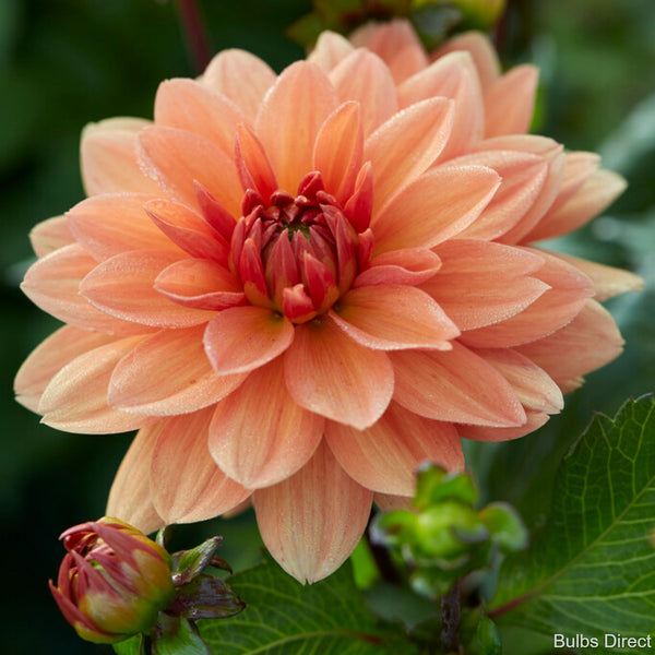 Summer Flame Dahlias | Order Dahlia Tubers online - Bulbs Direct NZ
