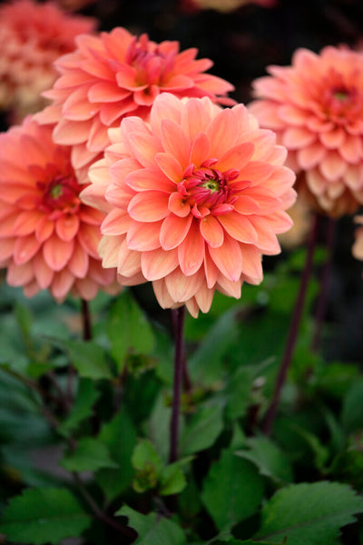 Summer Flame Dahlias | Order Dahlia Tubers online - Bulbs Direct NZ