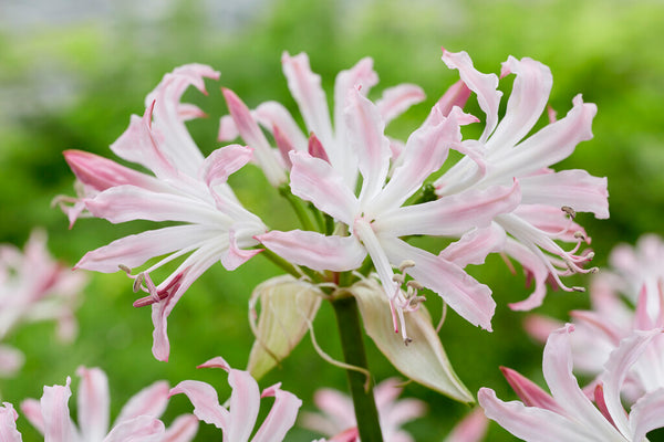 Ostara K Nerine | Buy Nerine Bulbs online | Bulbs Direct