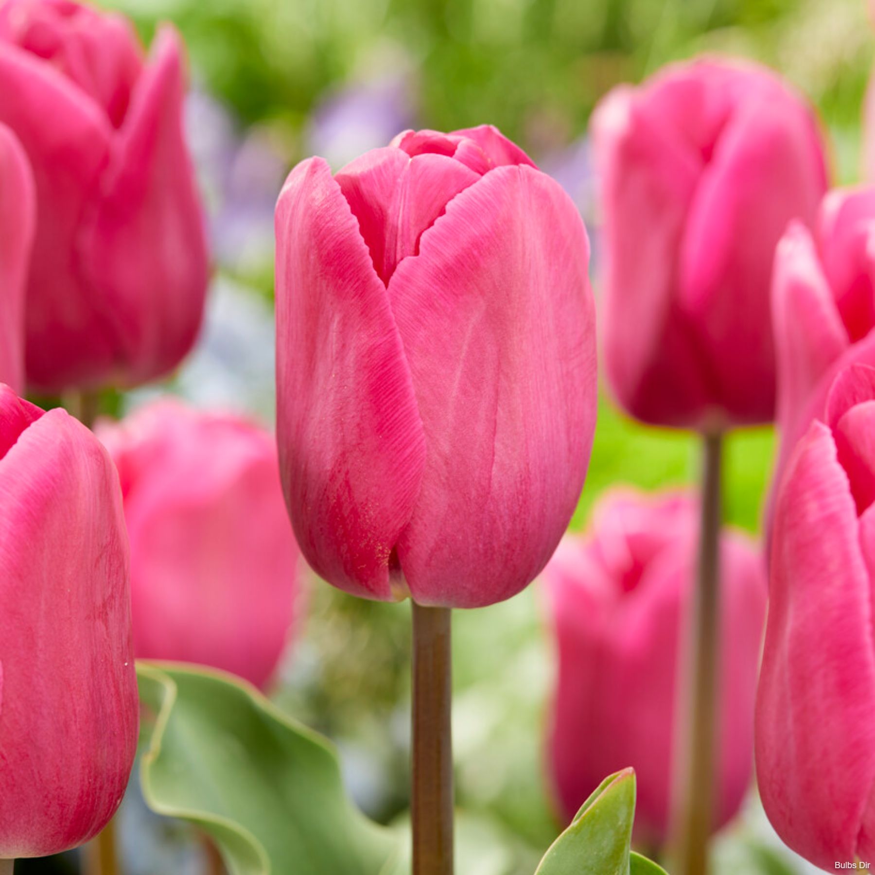 Saigon Tulip | Order Tulip Bulbs online | Bulbs Direct NZ