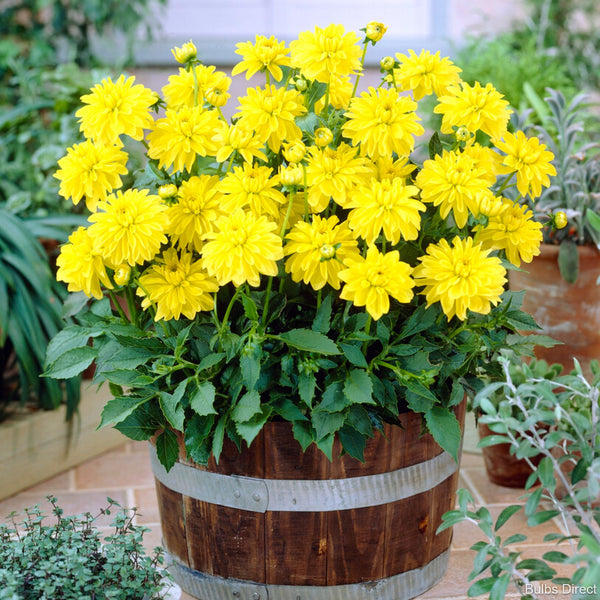 Full Sun Flower Bulbs | Bulbs Direct NZ – Page 2