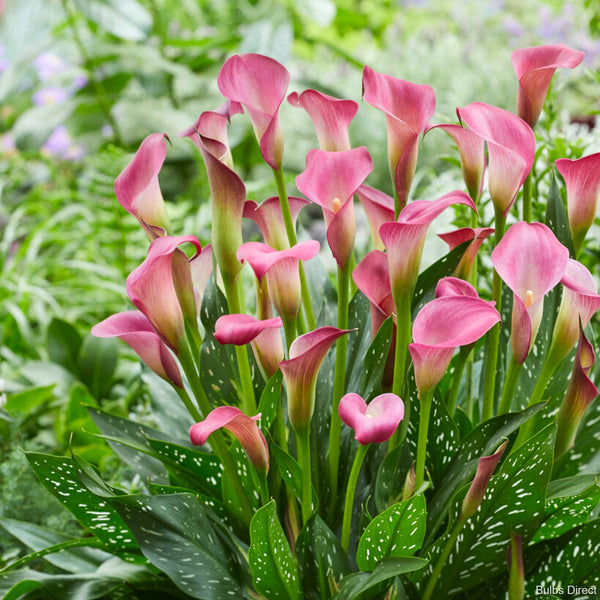 Pink Callas | Order Calla Lily Bulbs online | Bulbs Direct