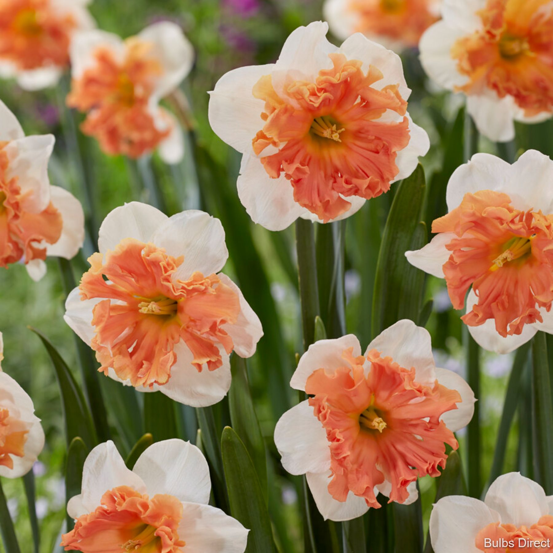 Shrike Daffodils | Order Daffodil Bulbs online | Bulbs Direct NZ
