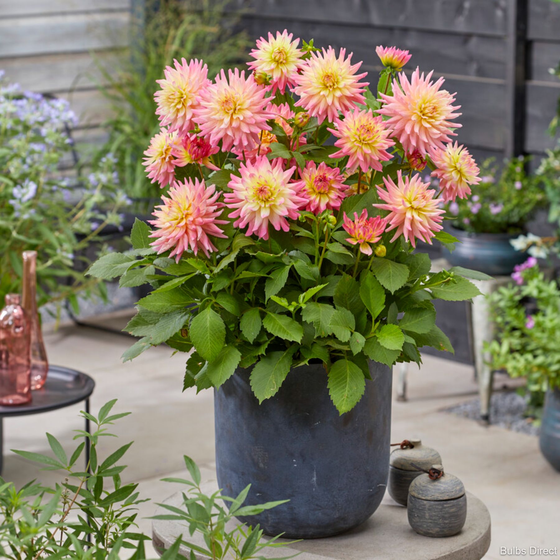 Melody Gipsy Dahlia | Buy your Dahlia Tubers online | Bulbs Direct