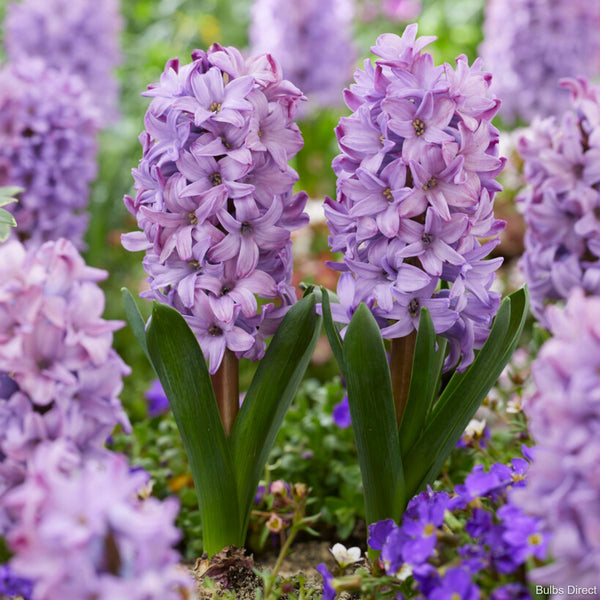 Purple Star Hyacinth | Order Hyacinth Bulbs online | Bulbs Direct NZ