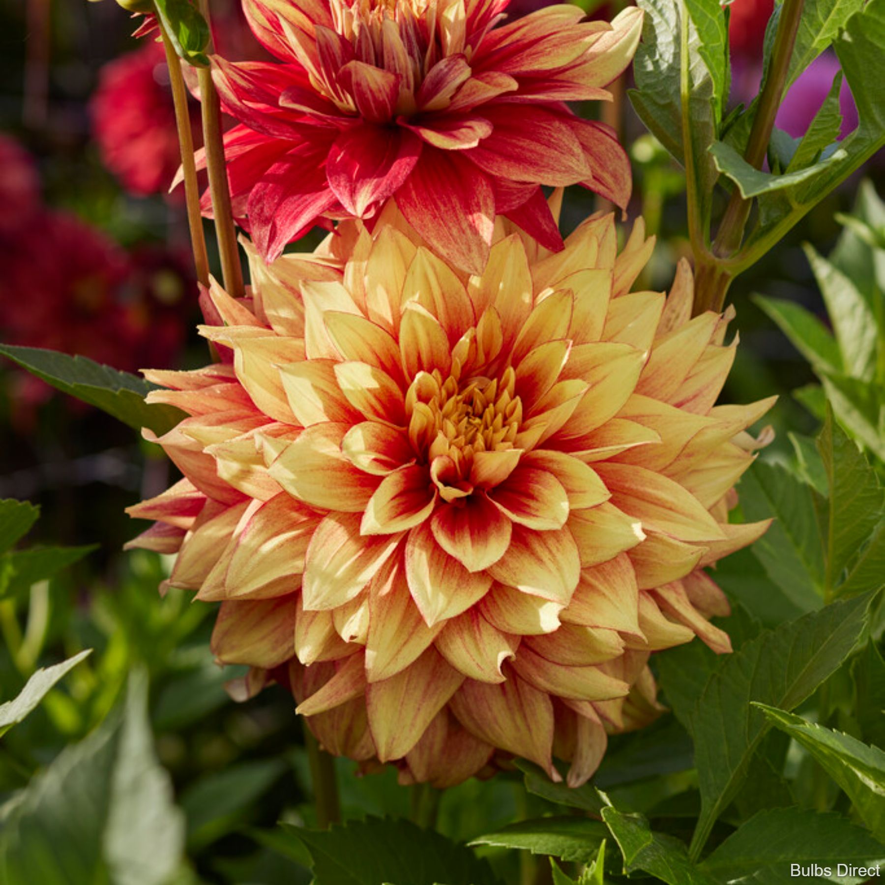 Dazzling Sun Dahlia | Order Dahlia Tubers online - Bulbs Direct