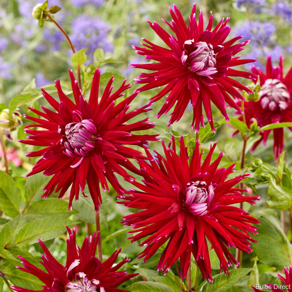Geri Scott Dahlia | Buy Dahlia Tubers online | Bulbs Direct NZ
