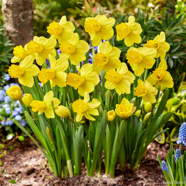 Adriana Daffodils | Order Daffodil Bulbs online | Bulbs Direct NZ