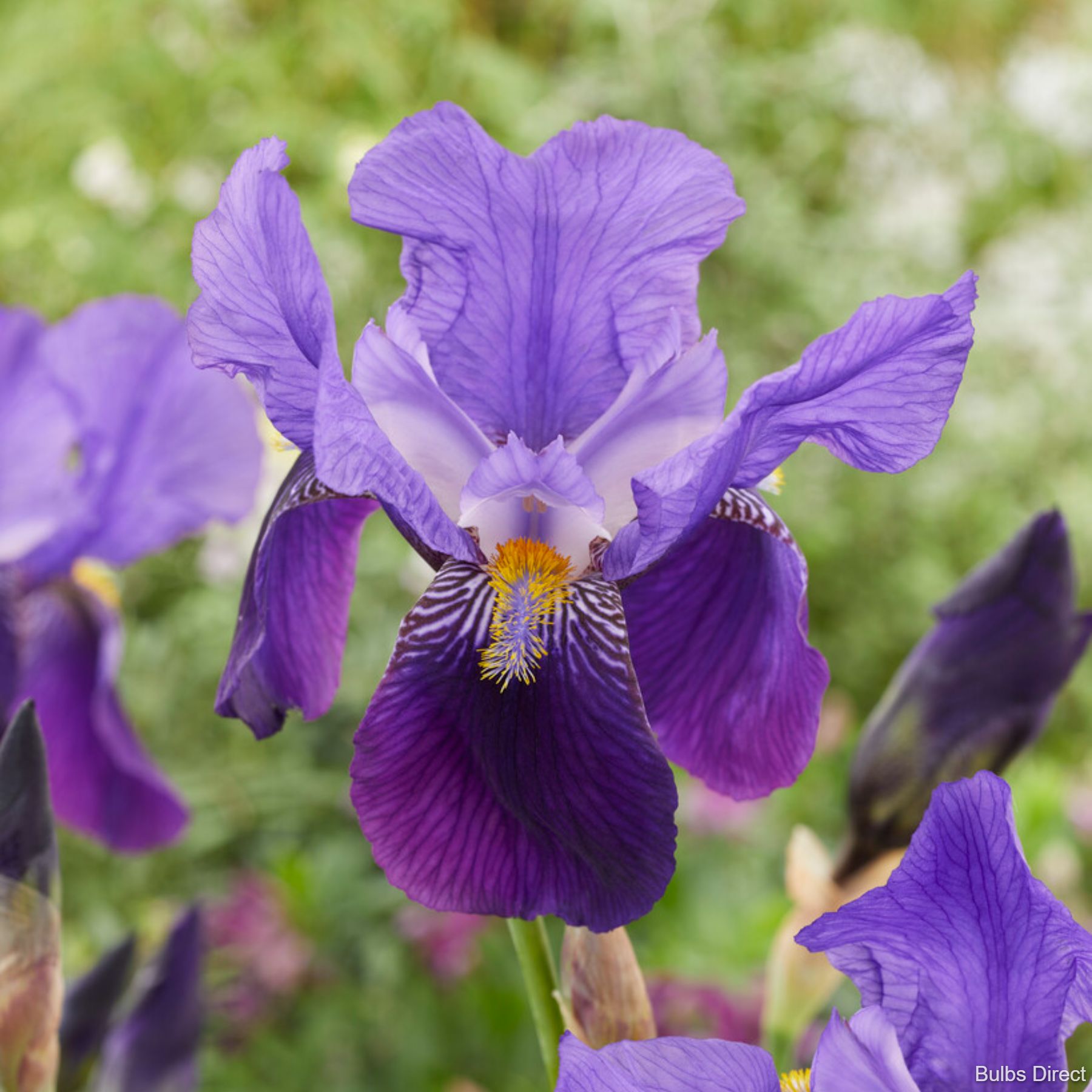 Pure Delight Bearded Iris | Buy Iris Plants online | Bulbs Direct