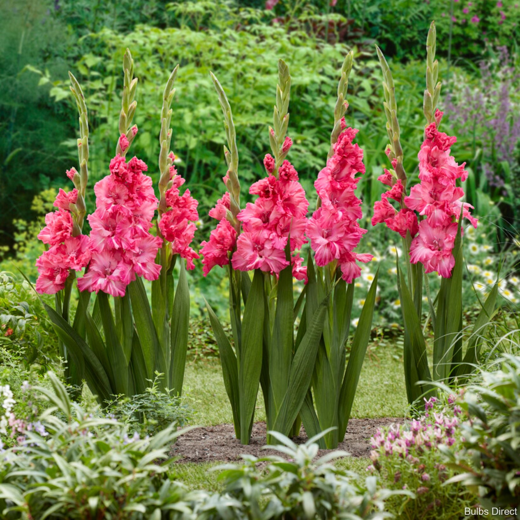 Kingston Ruffle Gladioli | Order Gladioli Bulbs online - Bulbs Direct NZ
