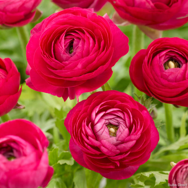Ranunculus Magenta | Order Ranunculus Corms online | Bulbs Direct NZ